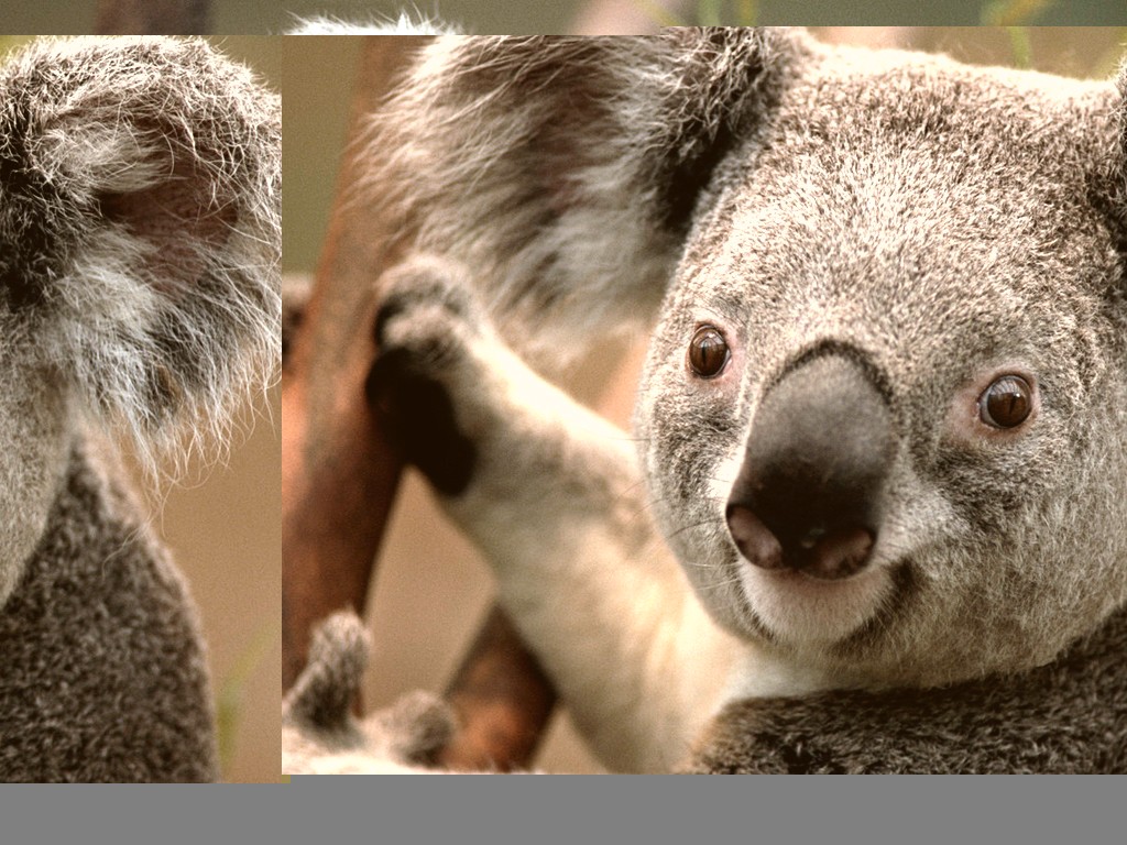 Koala – MeriTalk